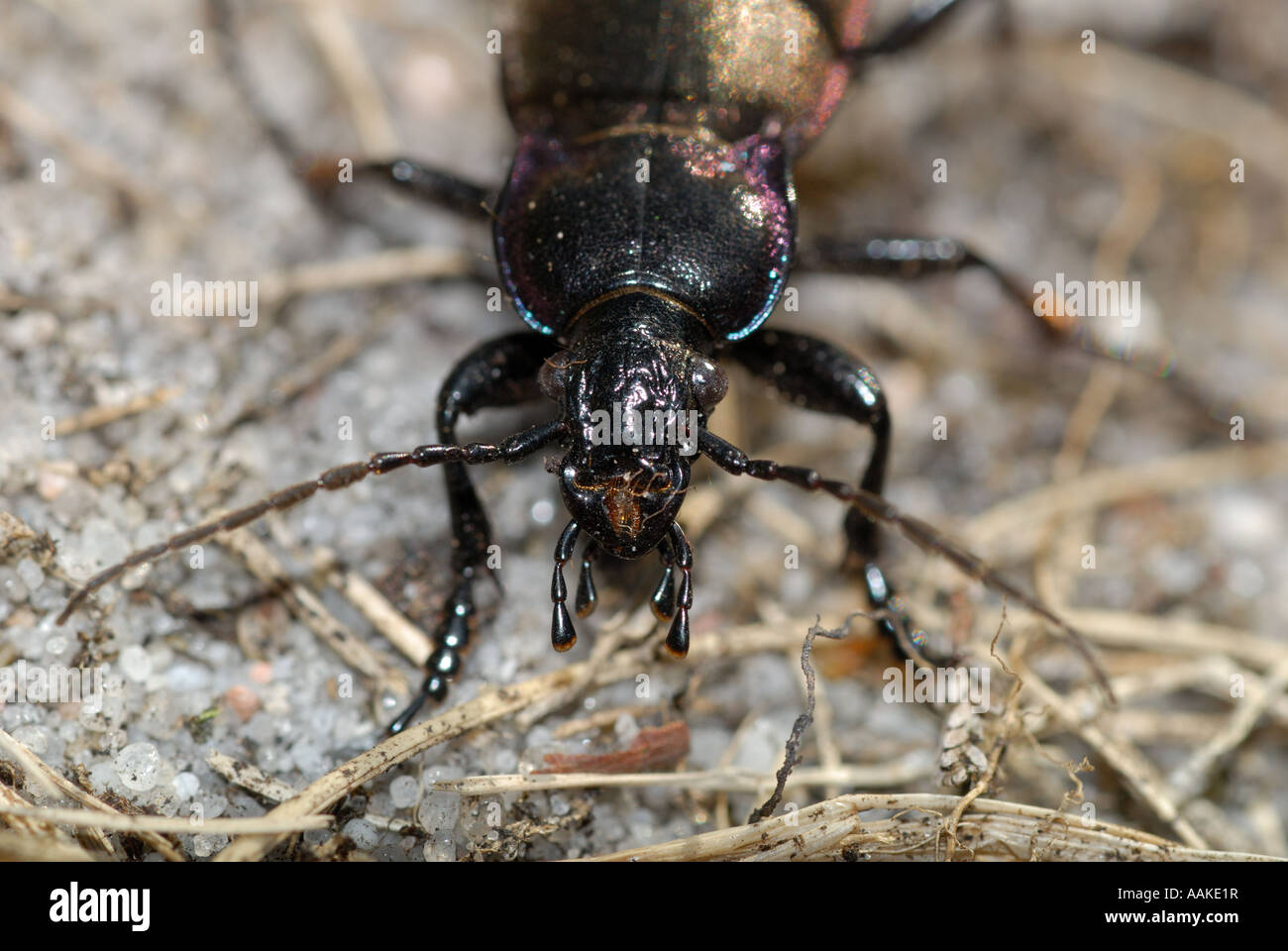 The ground beetle species Carabus nemoralis Stock Photo - Alamy