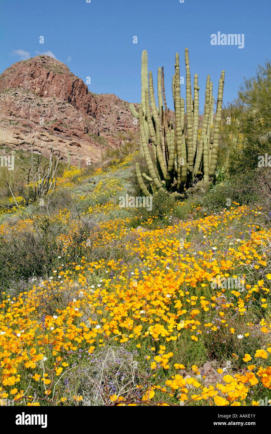 Mexican Poppies, Organ Pipe Cactus National Monument, Arizona Stock ...
