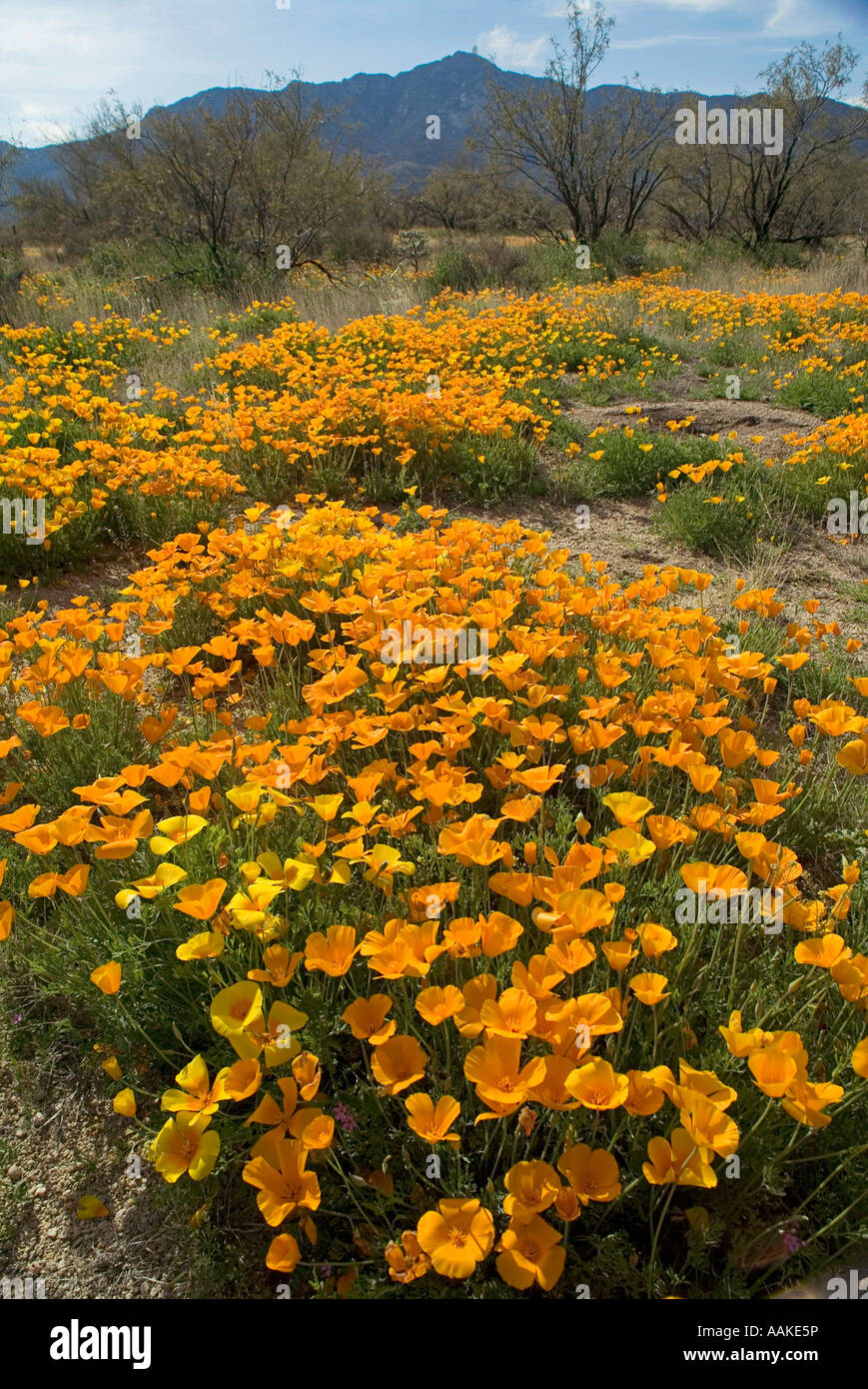 Desert landscape poppy wildflowers hi-res stock photography and images ...