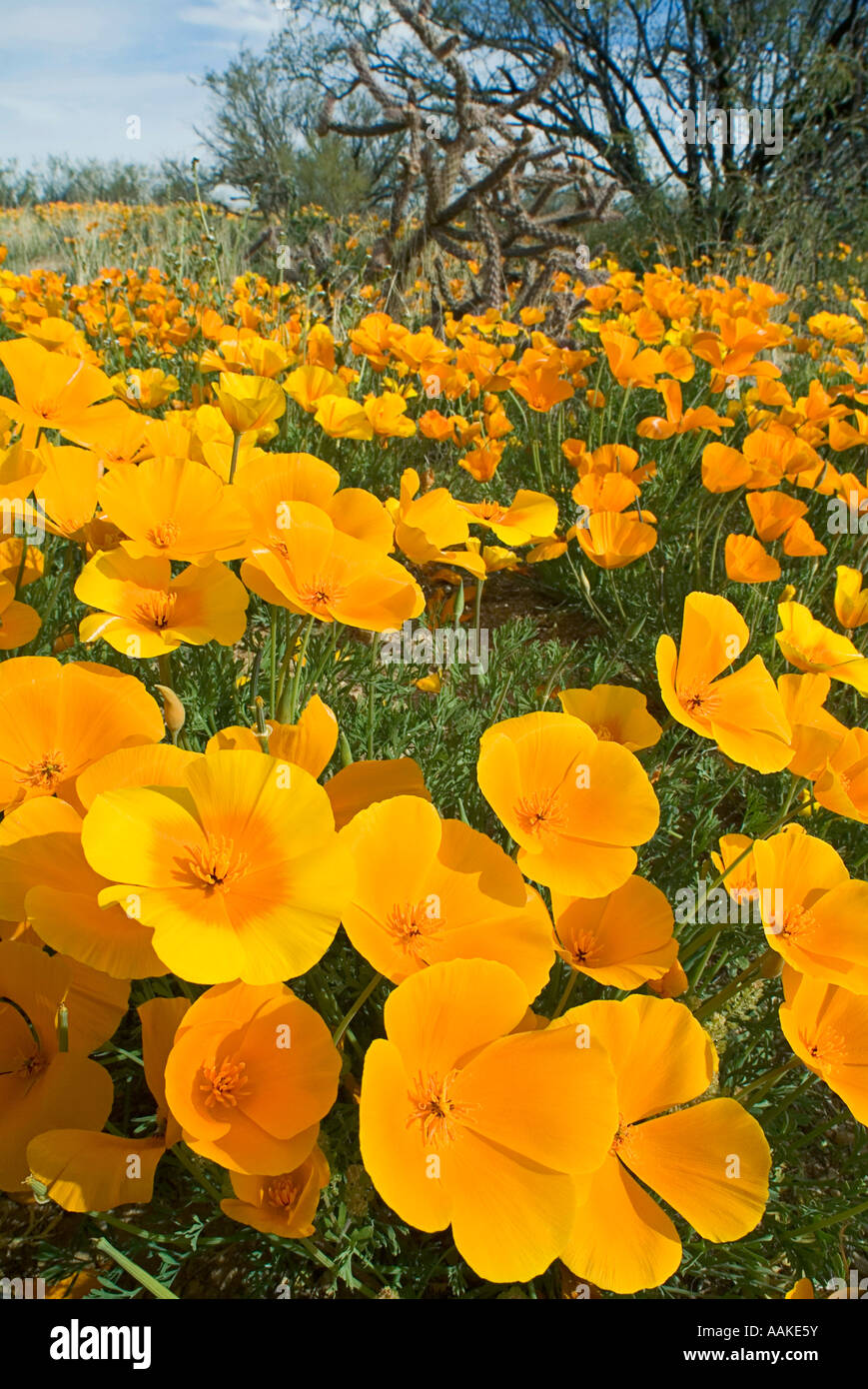 Mexican Gold Poppy Escholzia californica ssp mexicana Arizona Stock ...