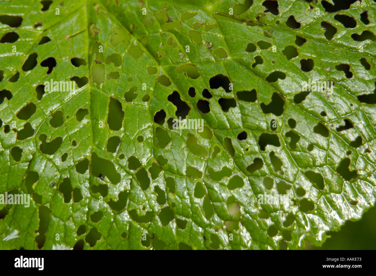 Rankling hi-res stock photography and images - Alamy