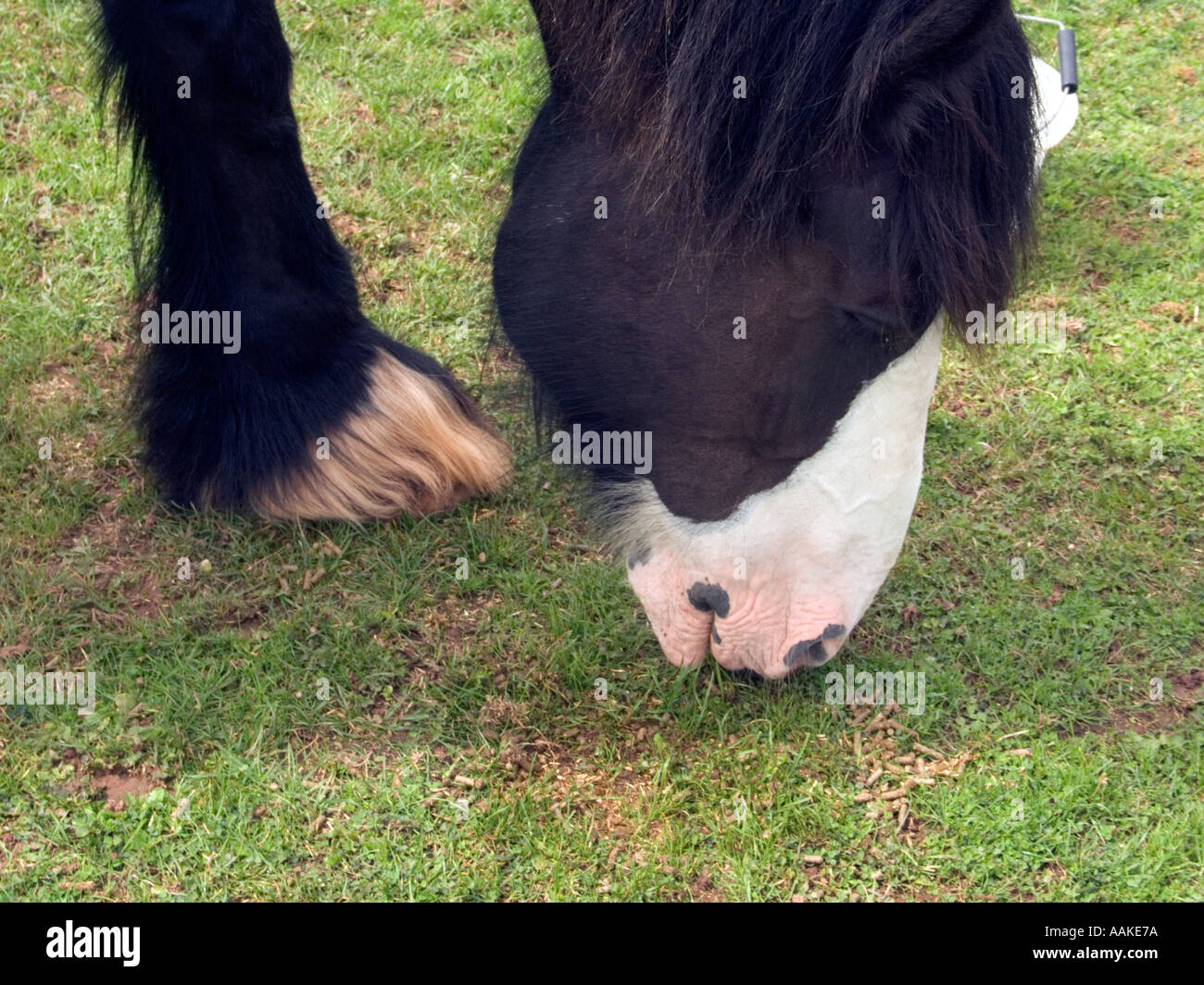 Shire horse head hi-res stock photography and images - Alamy