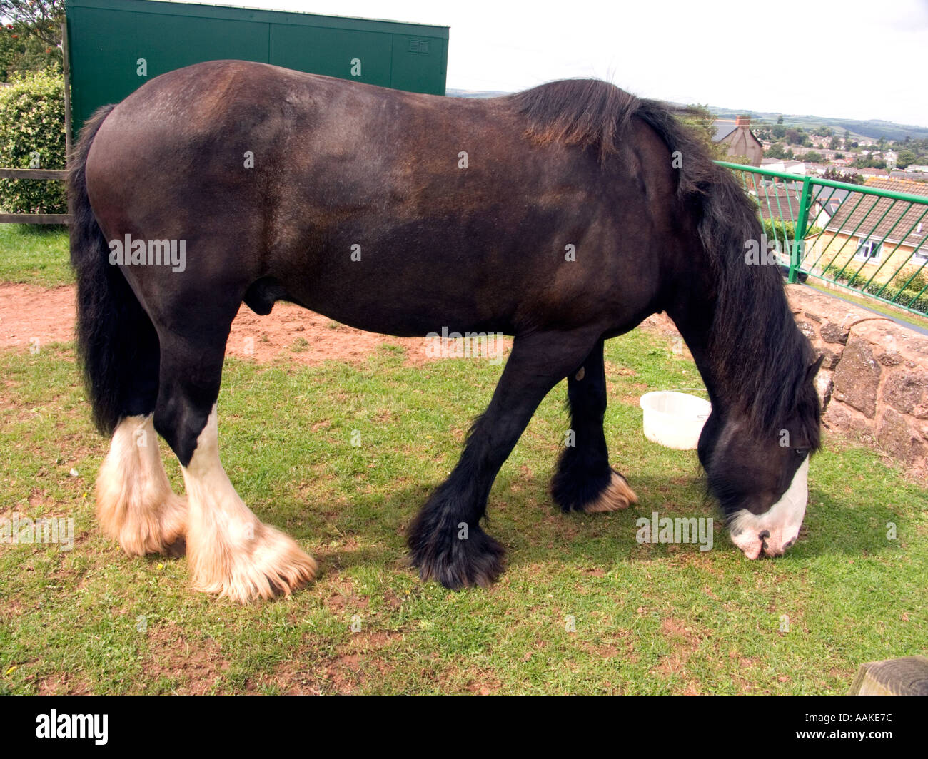 English Shire Horse High Resolution Stock Photography and Images - Alamy