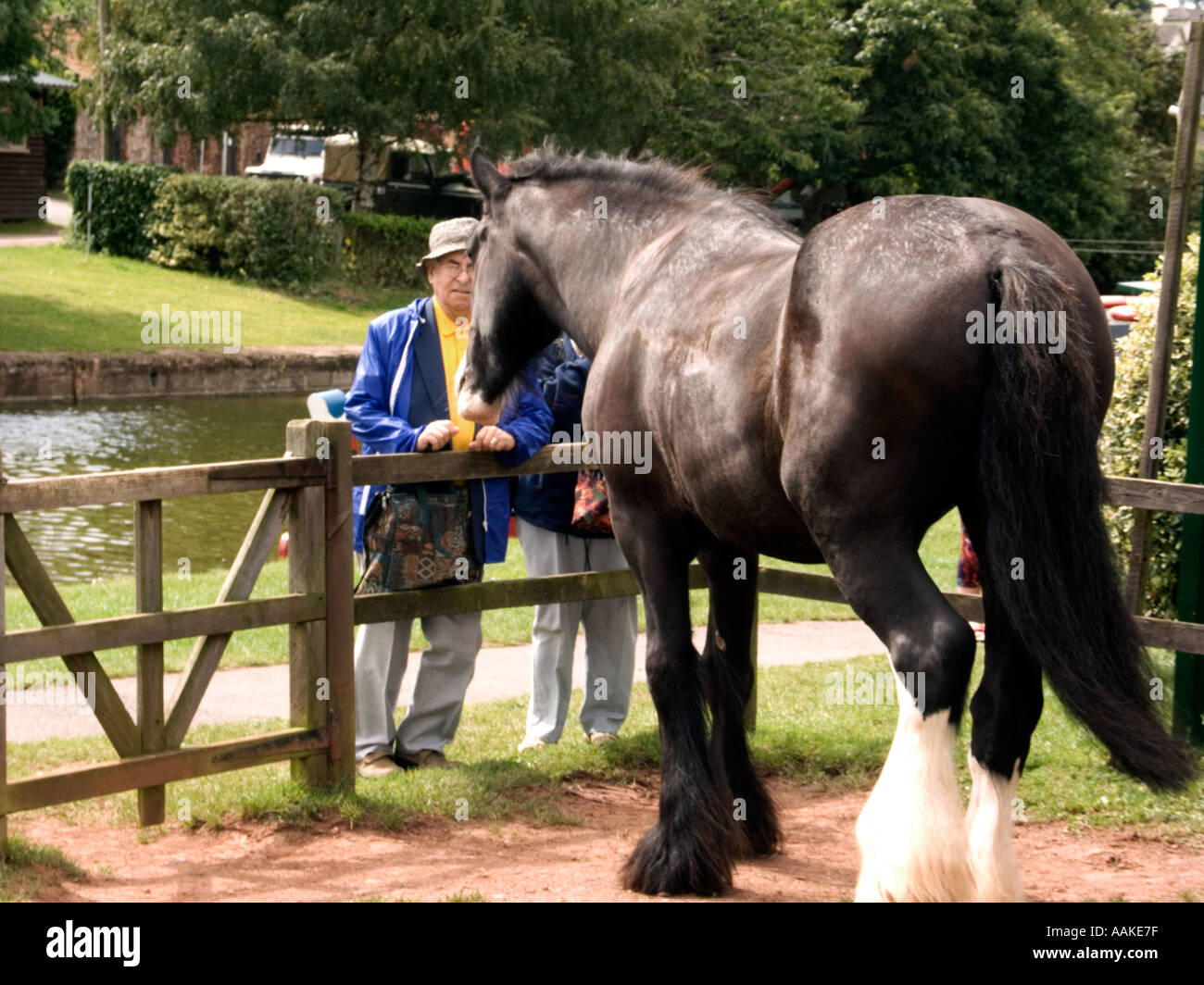 Walkers stop to look at Shire Horse in paddock Grand Western Canal ...