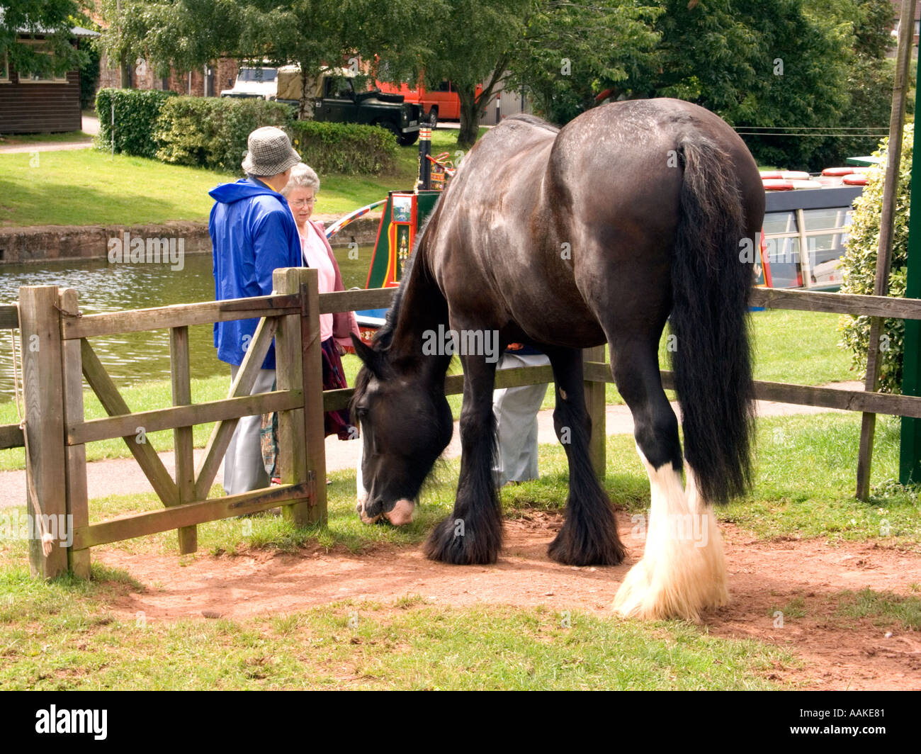 Walkers stop to look at Shire Horse in paddock Grand Western Canal ...