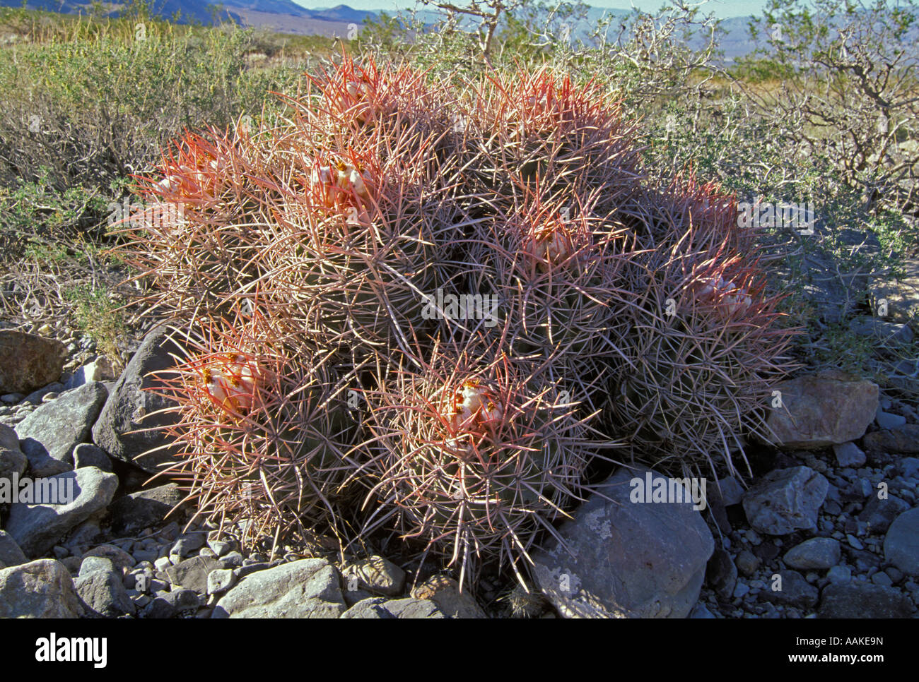 Cotton Top Cactus, Echinocactus polycephalus, Mojave Desert, California ...