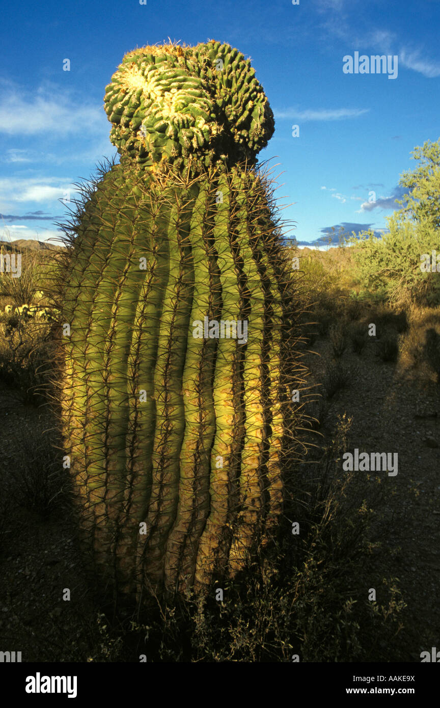 Crested Barrel Cactus Arizona Stock Photo - Alamy