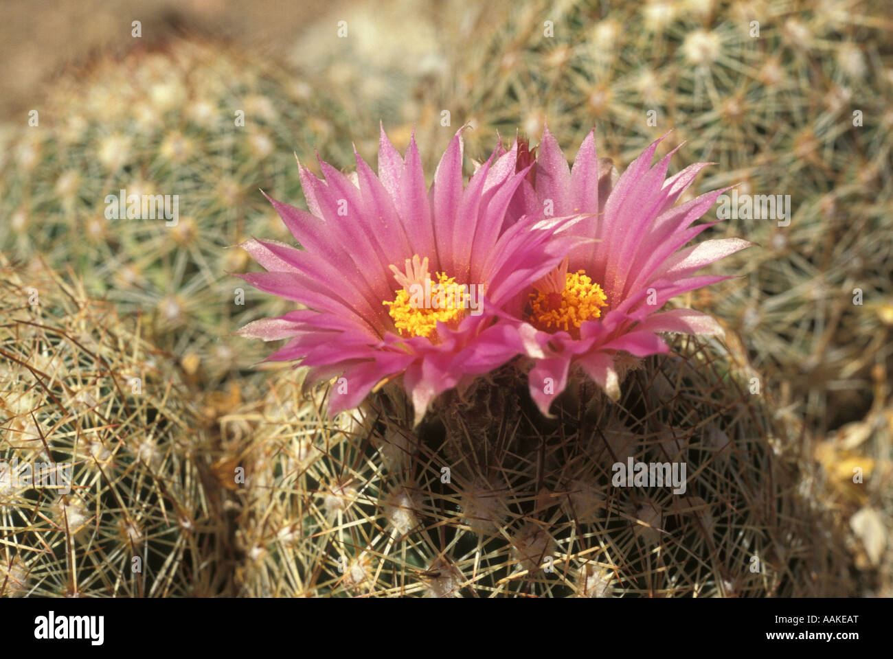 Spiny Star Cactus Escobaria vivipara or Mammillaria vivipara Arizona ...