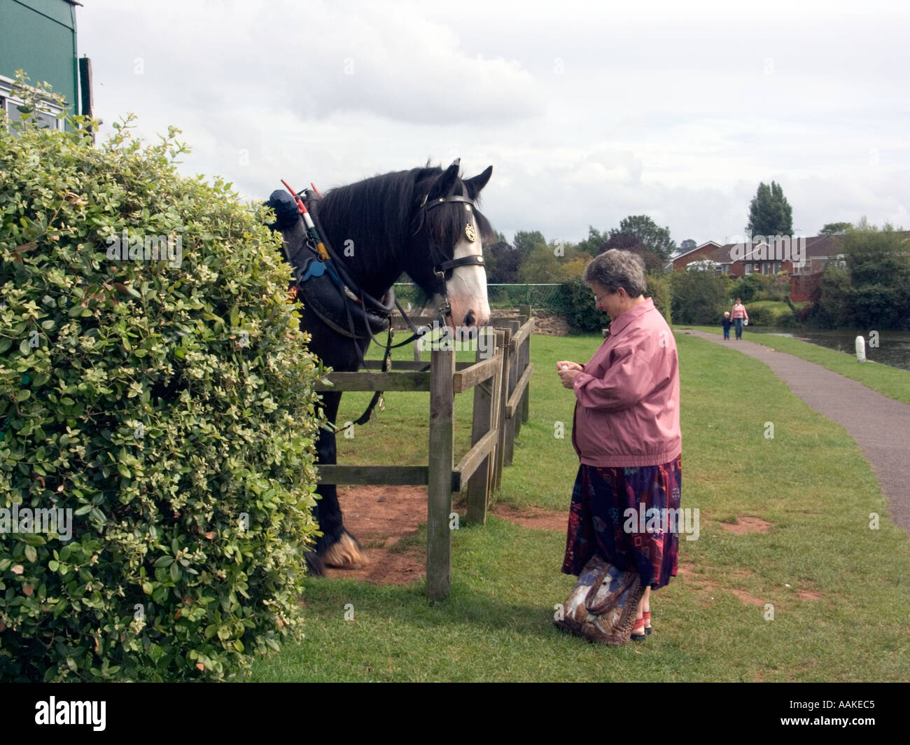 Shire horse Devon England Europe English British Great Britain UK Stock ...