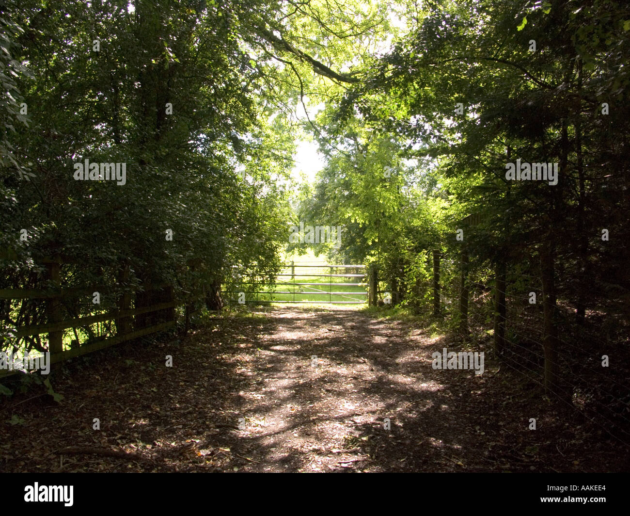 Farm gate and trees near bampton exmoor devon shade shady hi-res stock ...