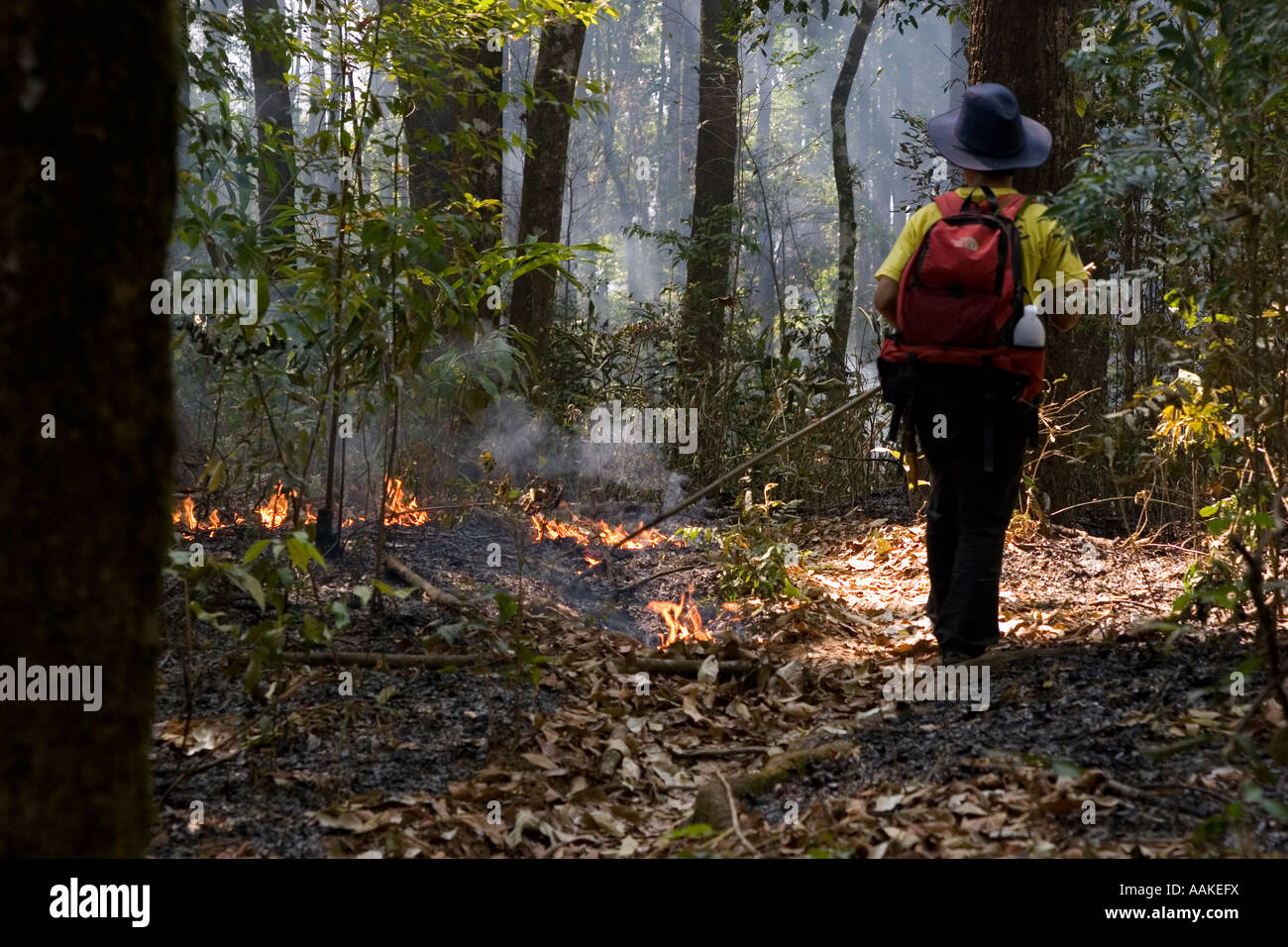 Small fire in the forest near Muang Long Laos Stock Photo - Alamy
