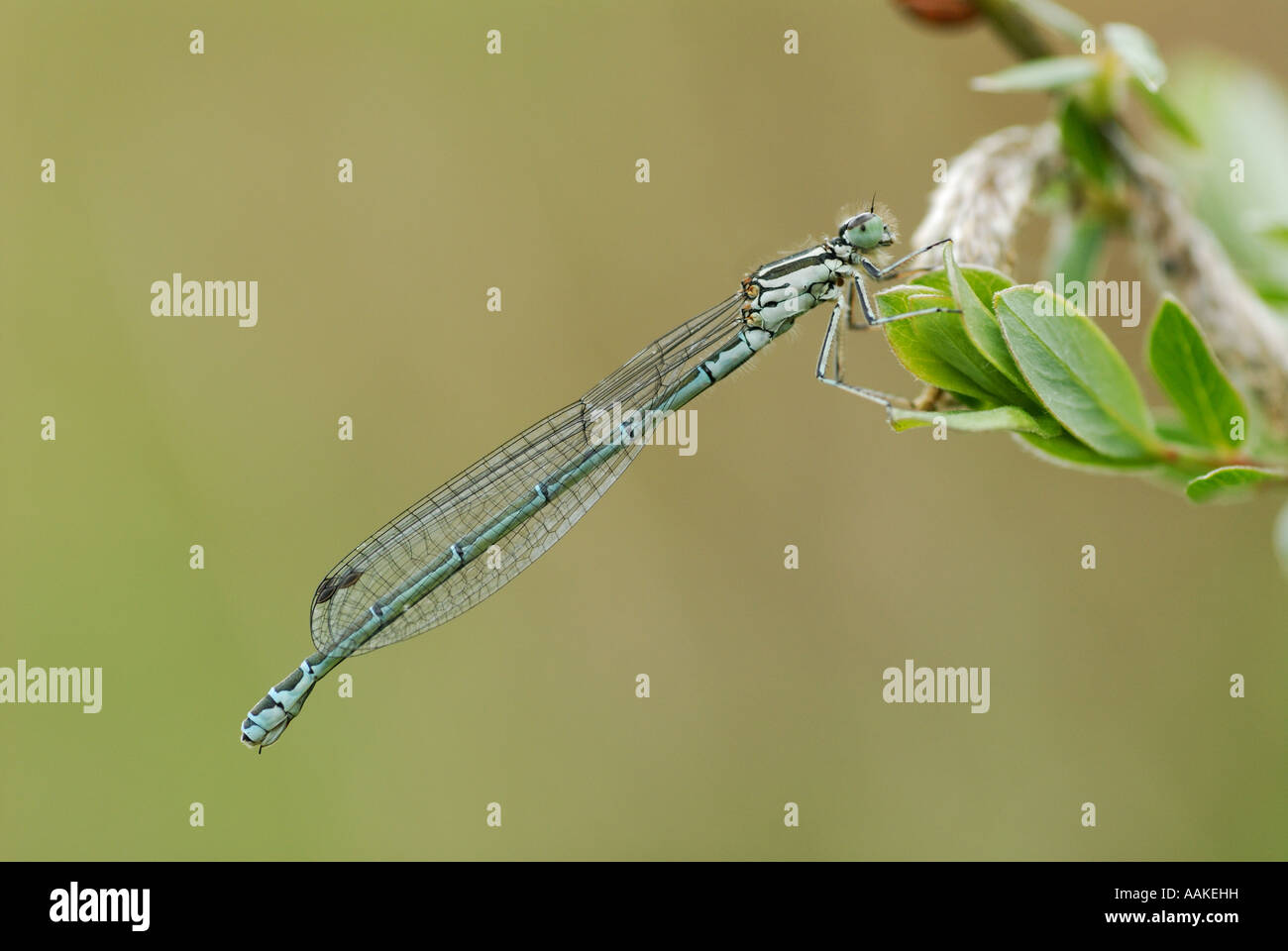 Azure Damselfly (Coenagrion puella Stock Photo - Alamy