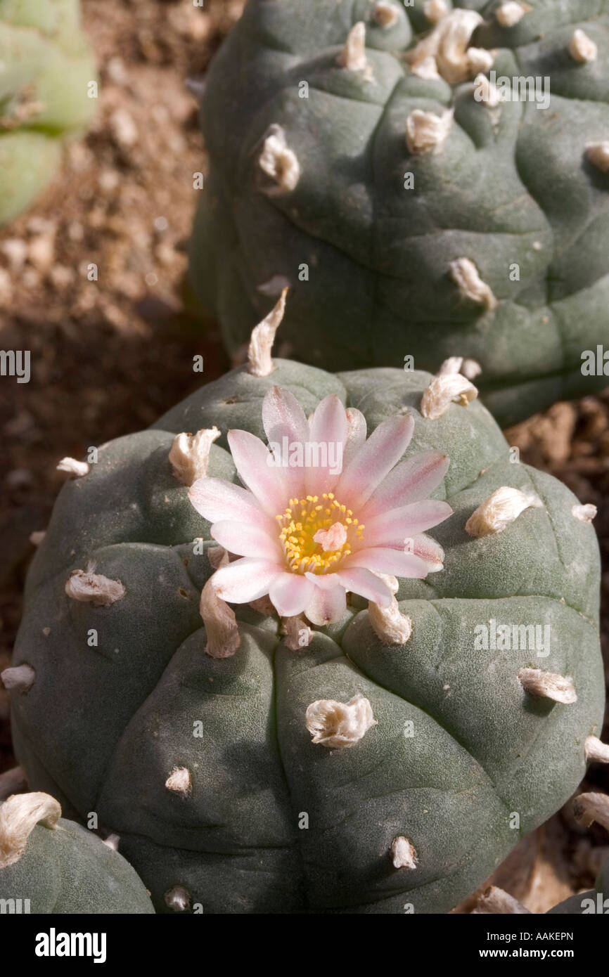 Peyote Cactus Lophophora Williamsii Rio Grande Valley of Texas Stock ...