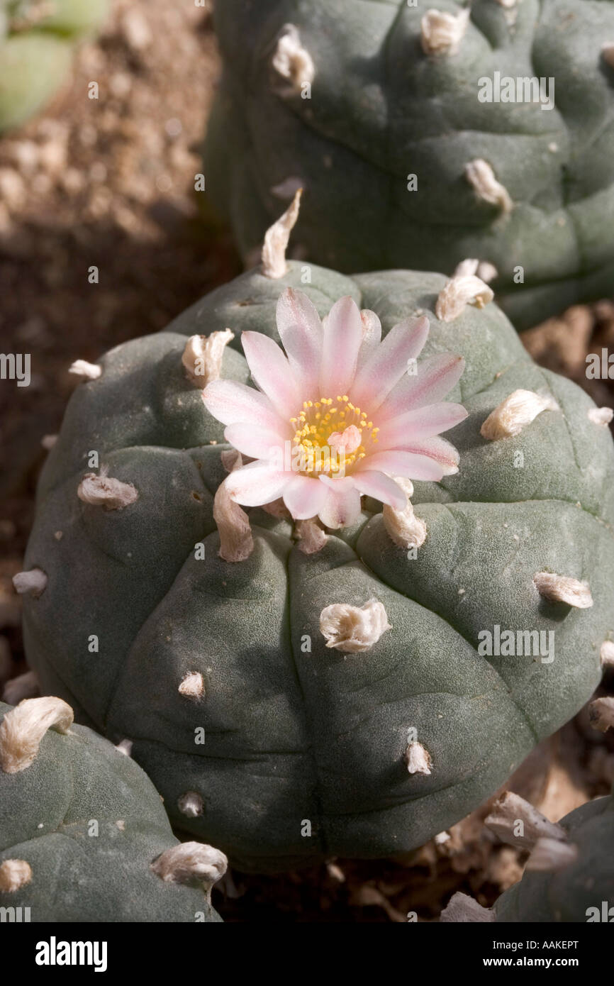 Peyote Cactus Lophophora Williamsii Rio Grande Valley of Texas Stock ...