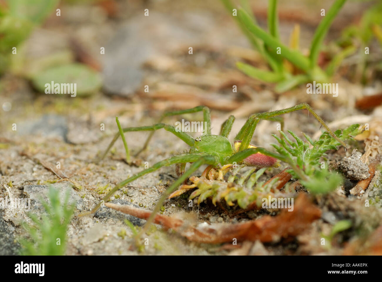 Green Huntsman Spider (Micrommata virescens Stock Photo - Alamy