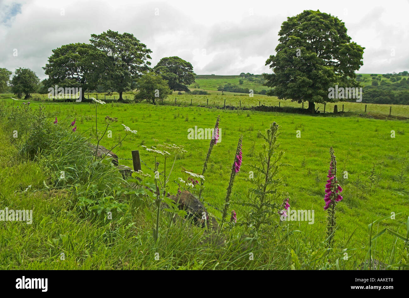 English summer scene foxgloves hi-res stock photography and images - Alamy