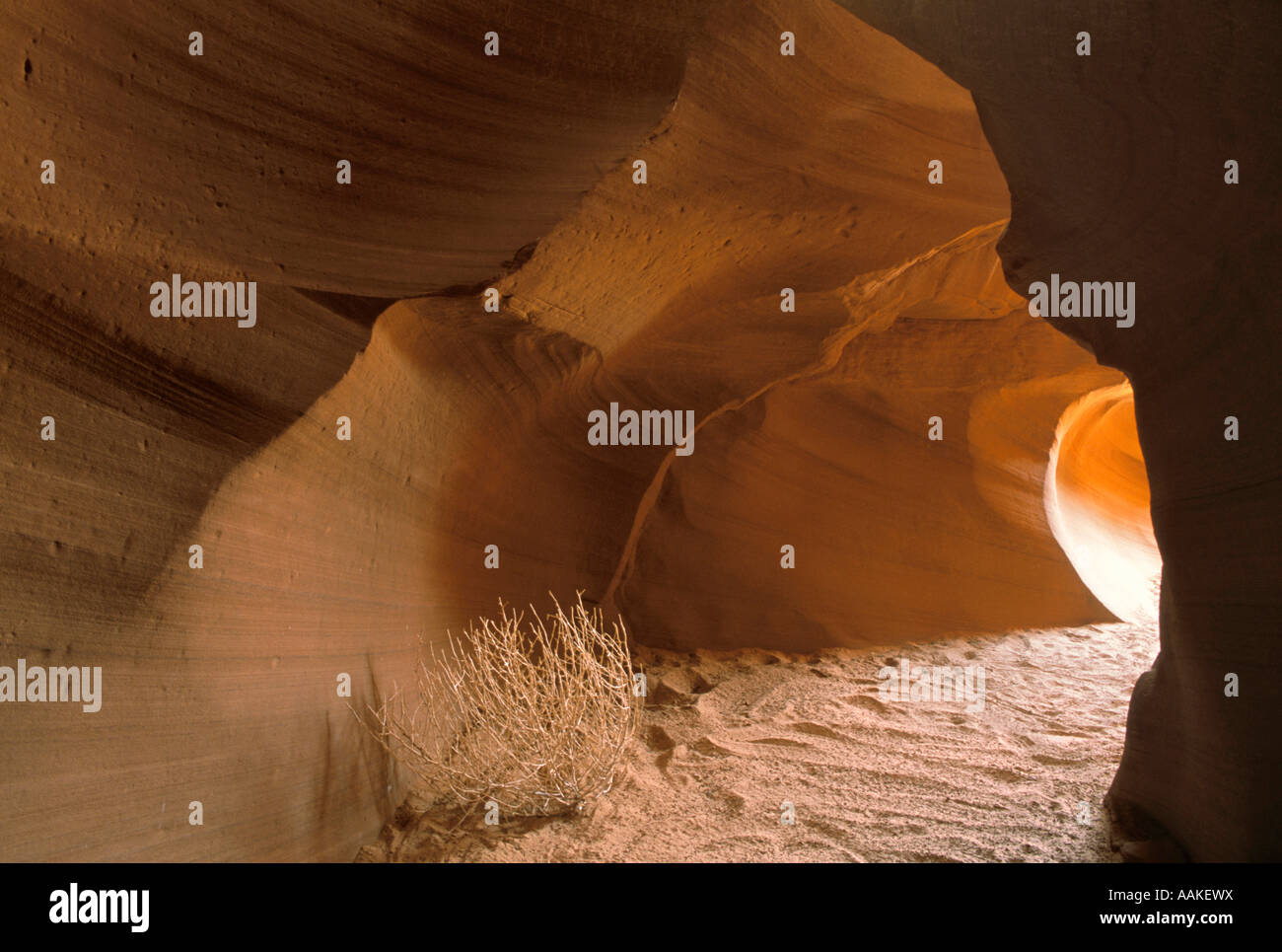 A tumbleweed sits just inside entrance to Antelope Canyon Arizona Stock ...