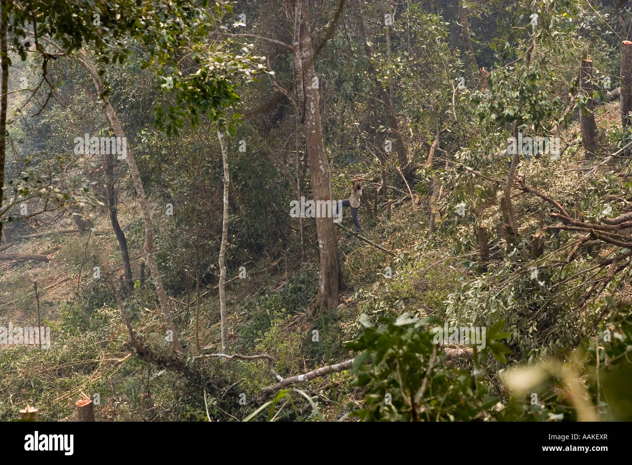 Men clearing forest and cutting down trees near Phongsaly Laos Stock ...