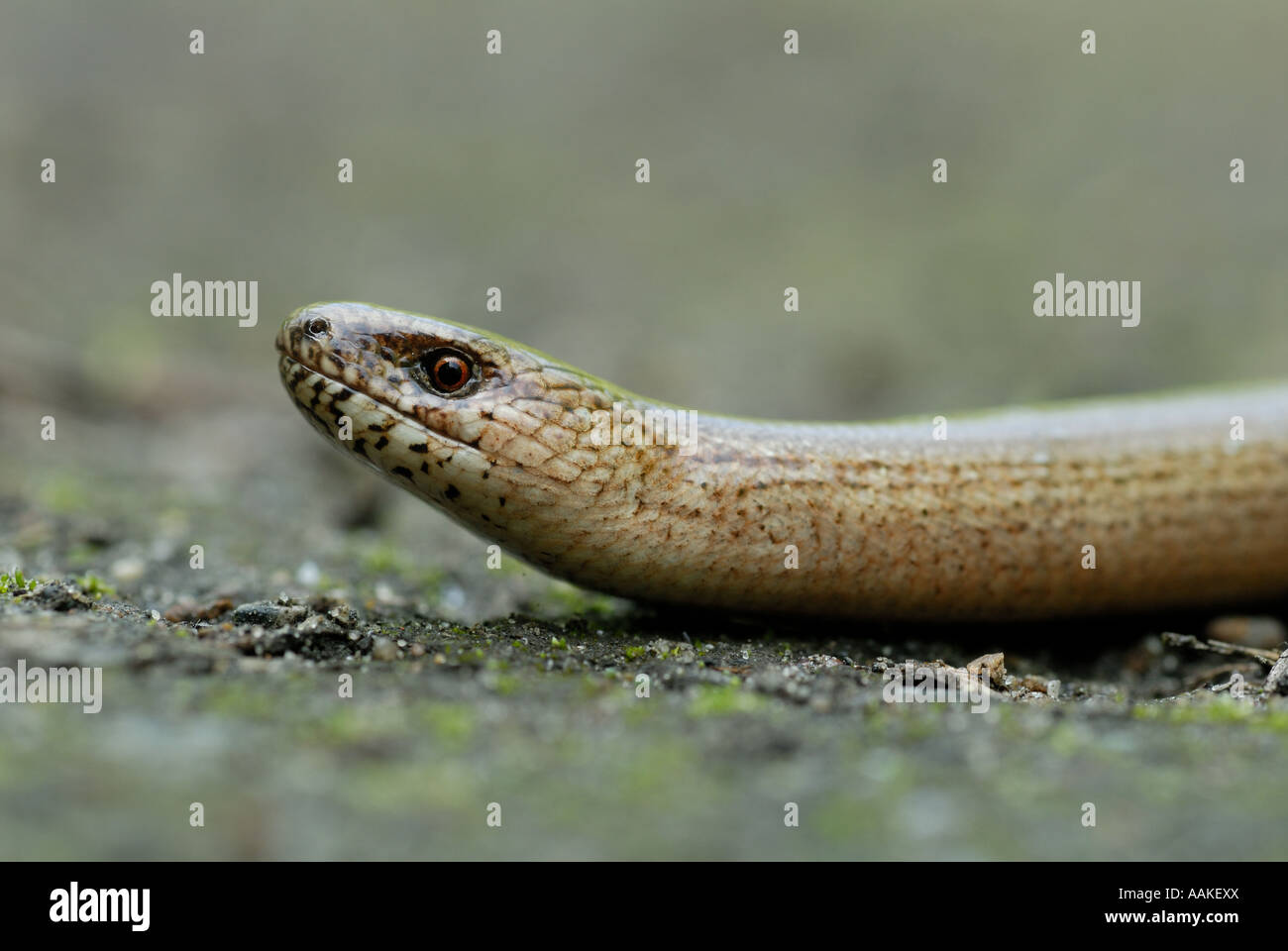 Slow Worm Face High Resolution Stock Photography and Images - Alamy