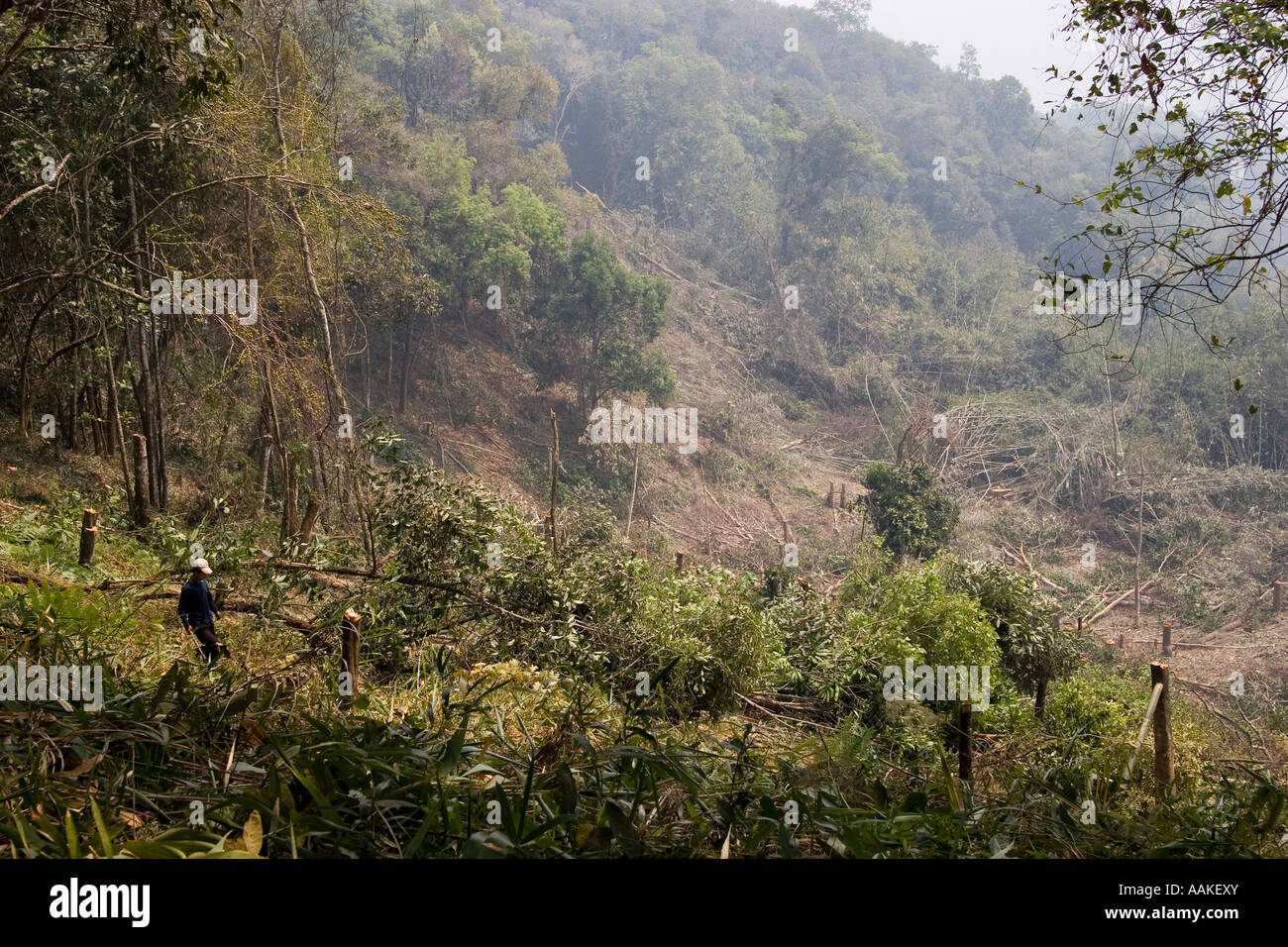 Men clearing forest and cutting down trees near Phongsaly Laos Stock ...