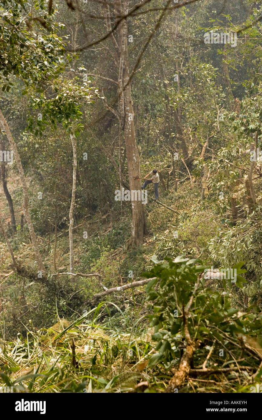 Men clearing forest and cutting down trees near Phongsaly Laos Stock ...