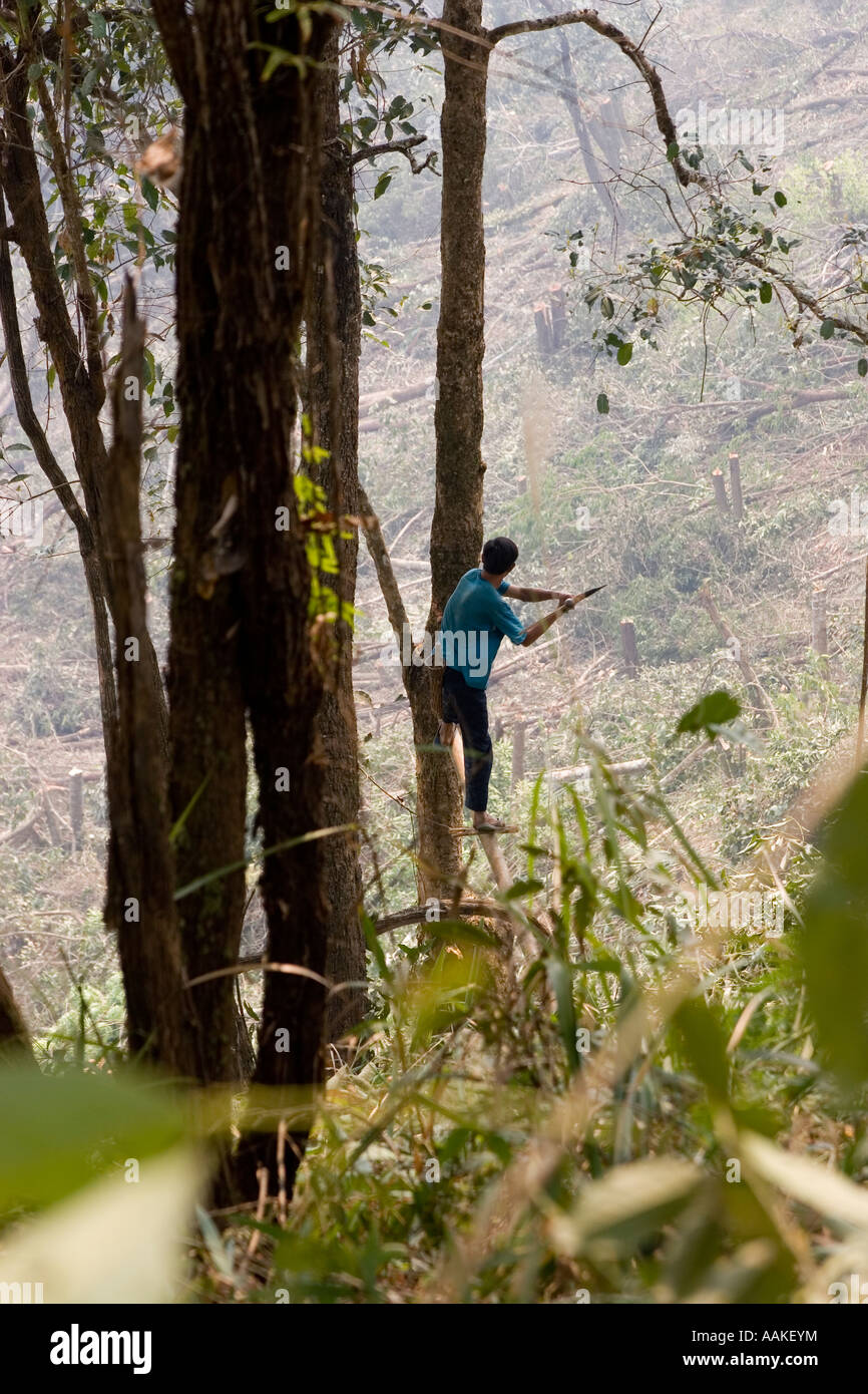 Man swings an axe at a tree to clear forest near Phongsaly Laos Stock ...