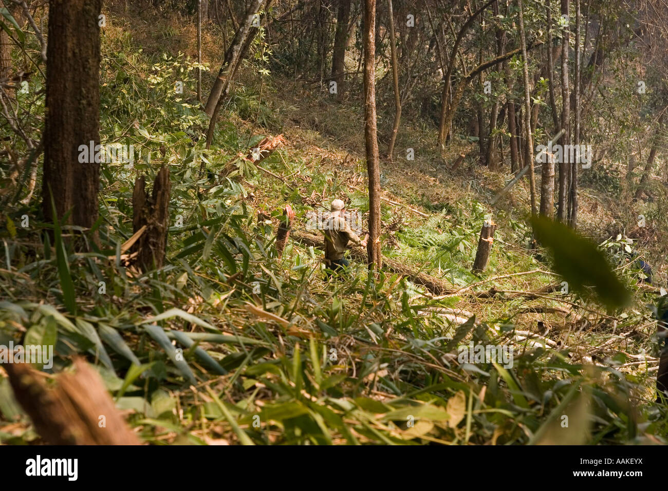 Men clearing forest and cutting down trees near Phongsaly Laos Stock ...