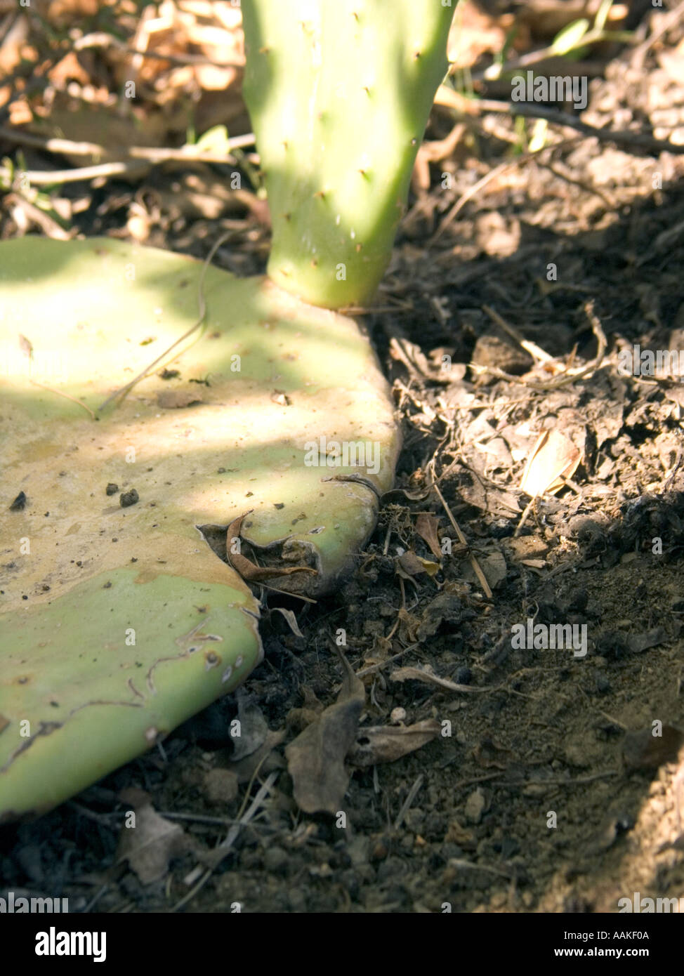 Young Prickly Pear cactus Opuntia maxima growing from old fallen leaf ...