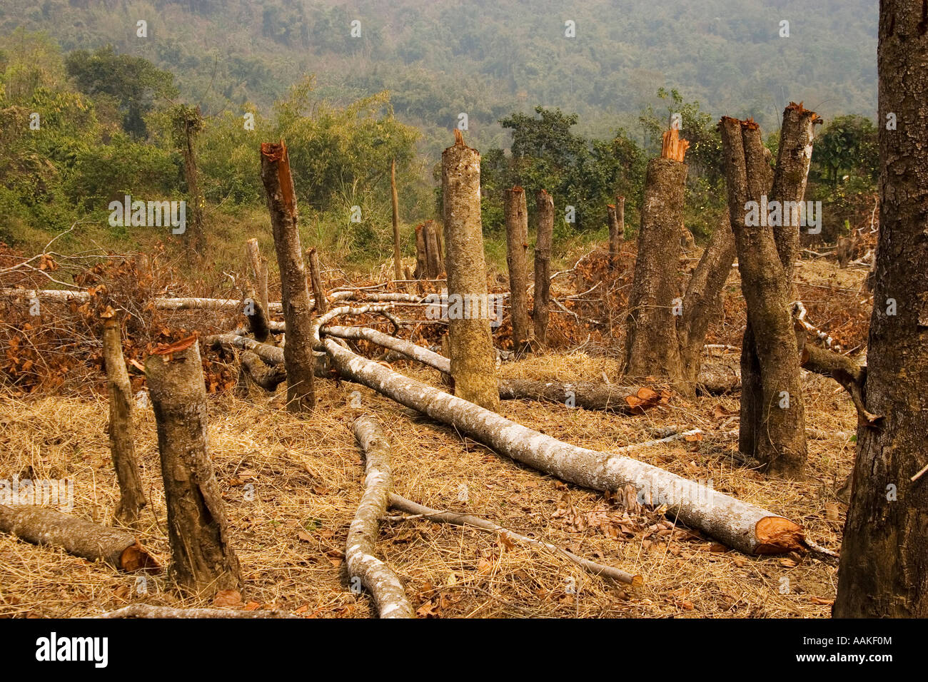 Men clearing forest and cutting down trees near Phongsaly Laos Stock ...