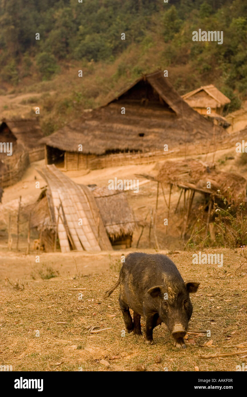 Pig at Akha village near Phongsaly Laos Stock Photo - Alamy