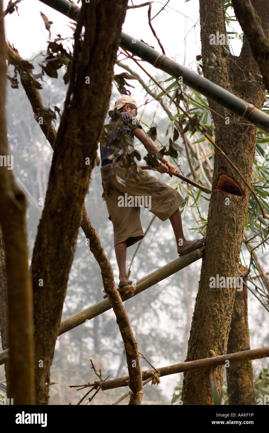 Man swings an axe at a tree to clear forest near Phongsaly Laos Stock ...