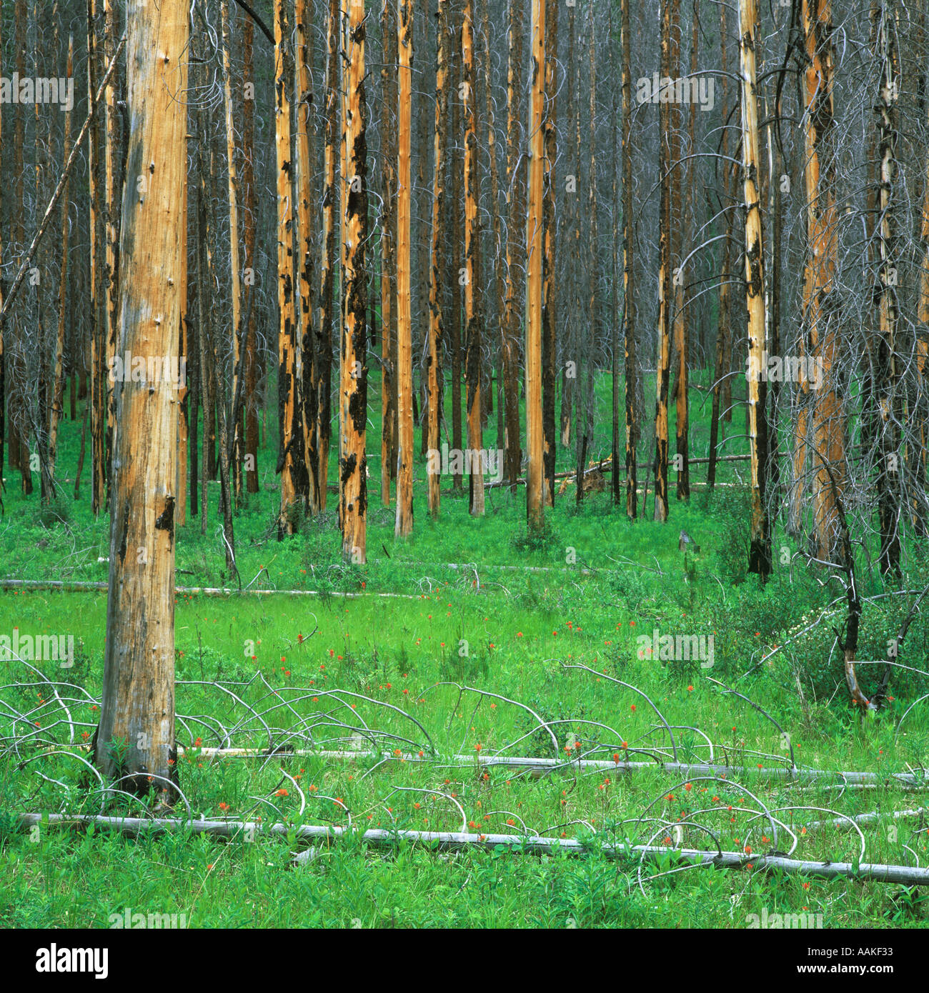 Trees in Banff National Park after a forest fire in the Canadian Rocky ...