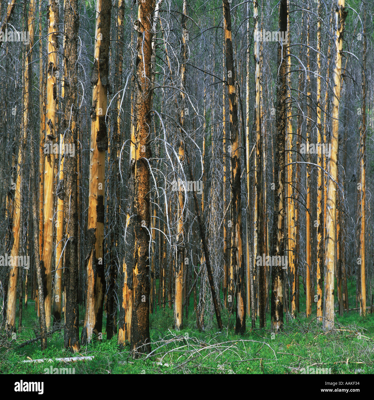 Trees in Banff National Park after a forest fire in the Canadian Rocky ...