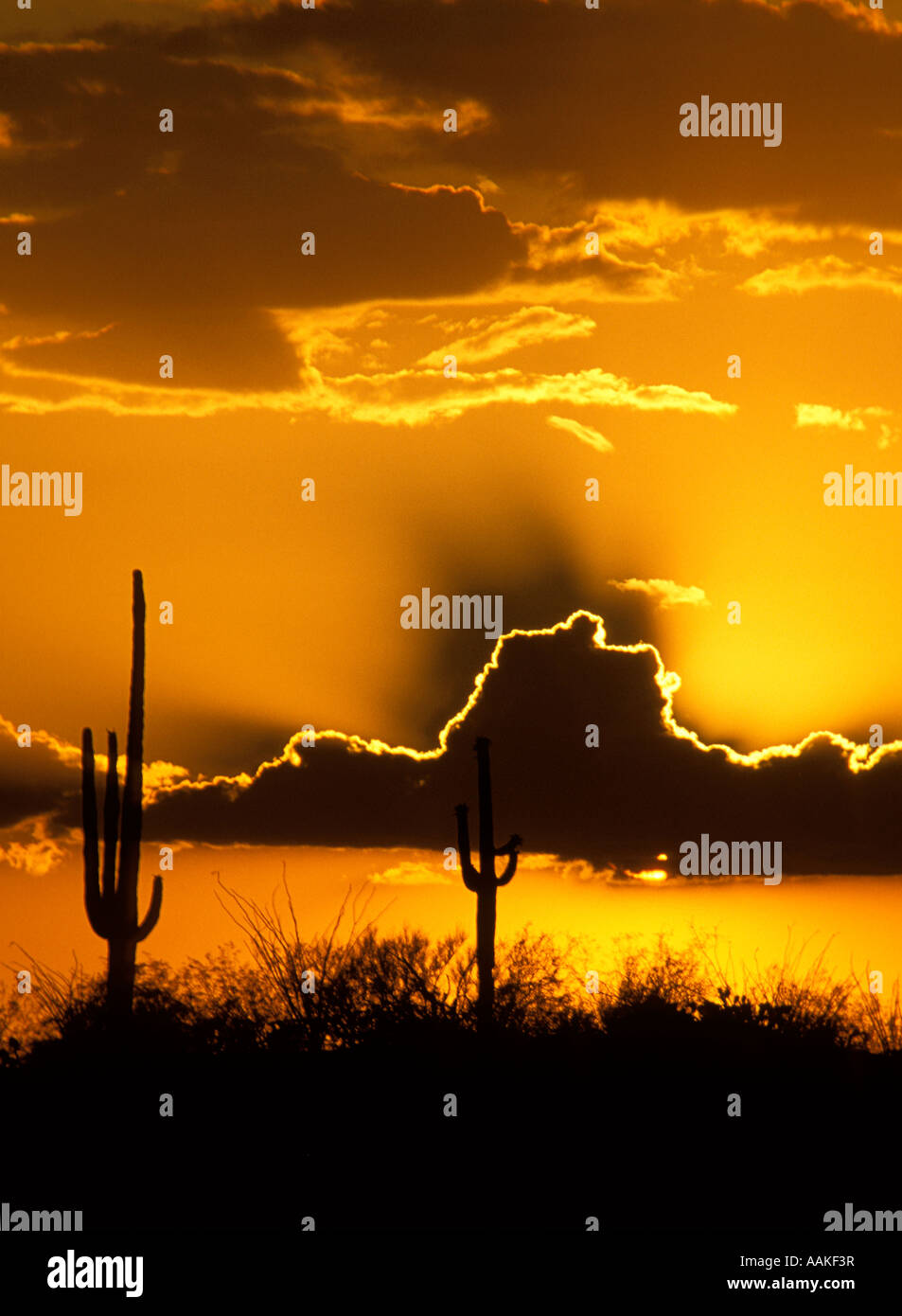 Dramatic sunset in Saguaro National Park East side Tucson Arizona Stock ...