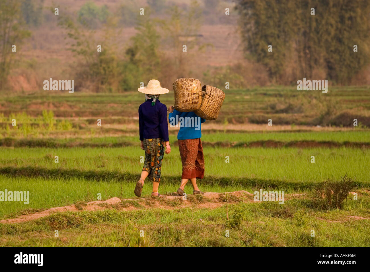 Rice fields near Ou Thai Pongsaly province Laos Stock Photo - Alamy