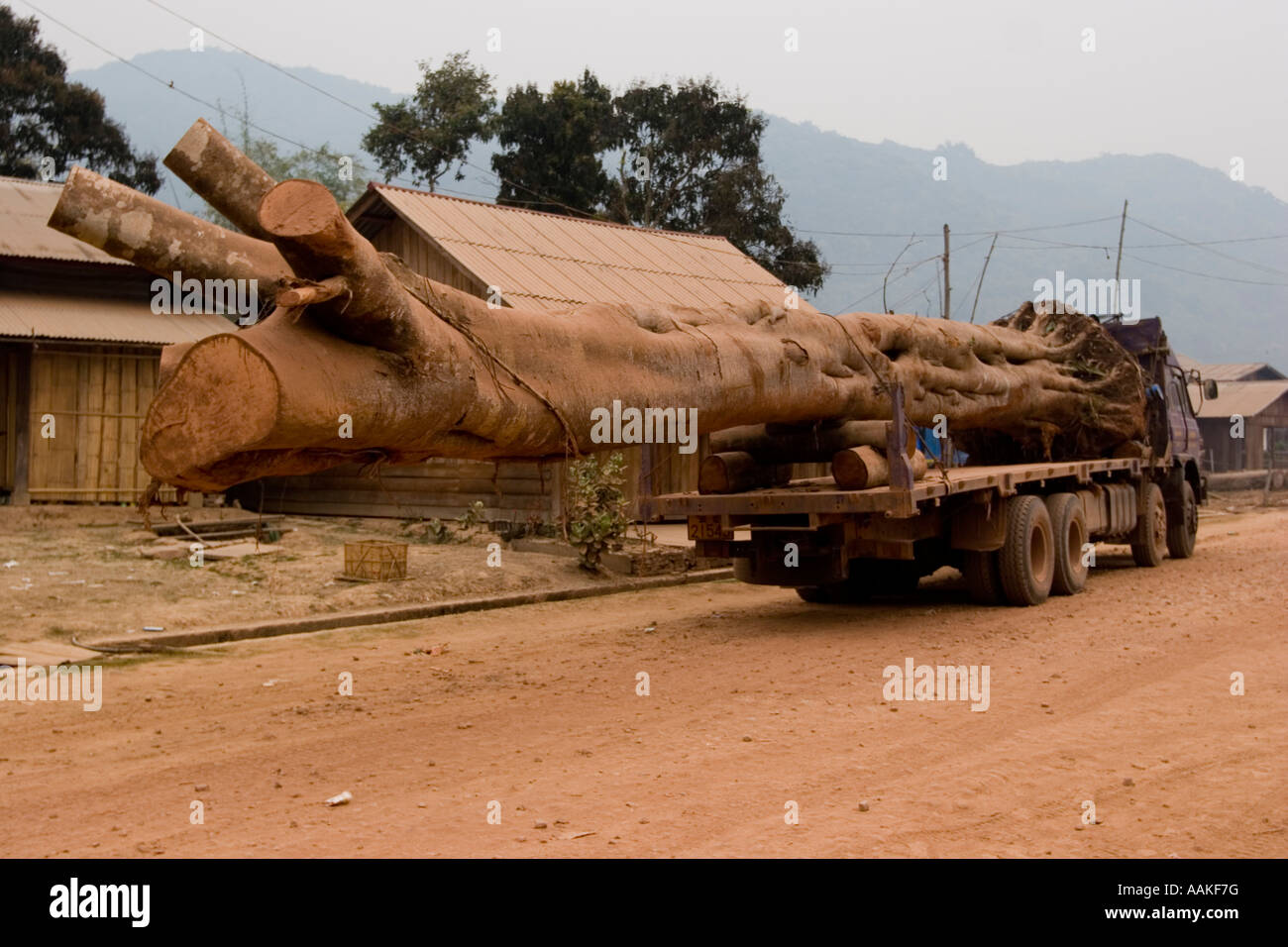 Truck carries large old growth tree on the road to China Ou Thai ...
