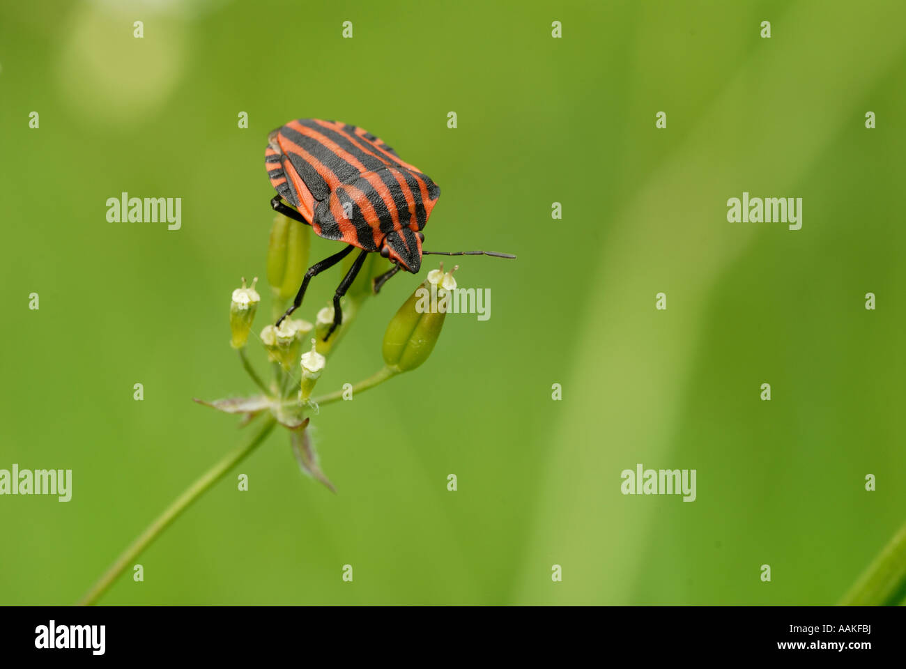 Striped Shield Bug (Graphosoma lineatum Stock Photo - Alamy