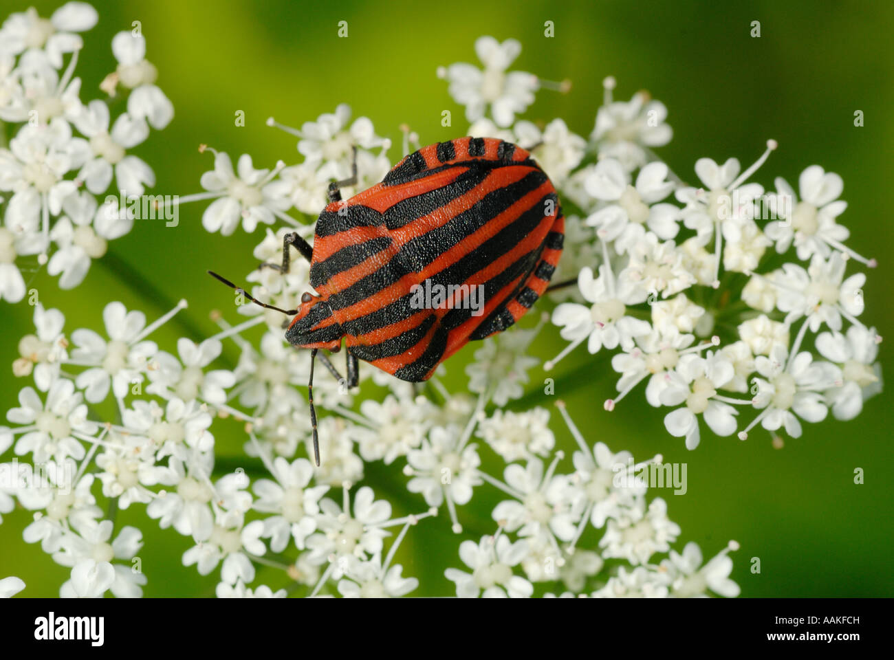 Striped Shield Bug (Graphosoma lineatum Stock Photo - Alamy
