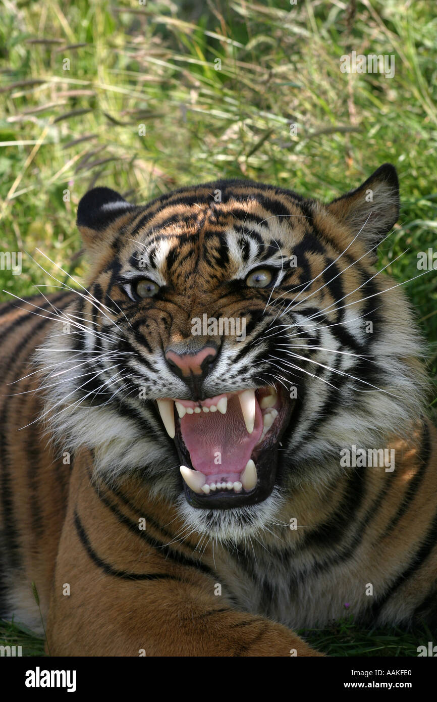 Snarling Bengal tiger with open mouth displaying canine teeth Stock Photo - Alamy