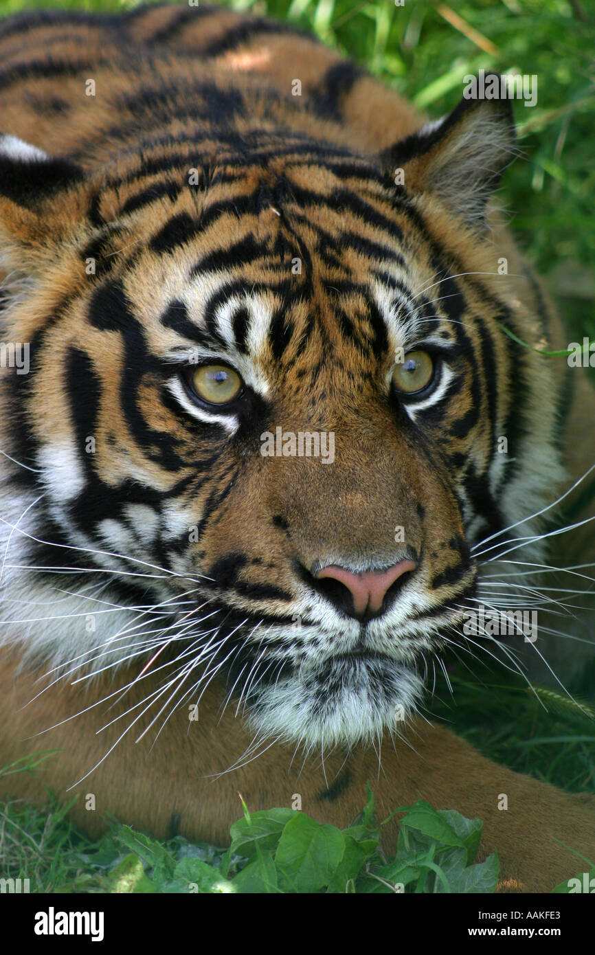 Bengal tiger portrait, Panthera tigris tigris Stock Photo - Alamy