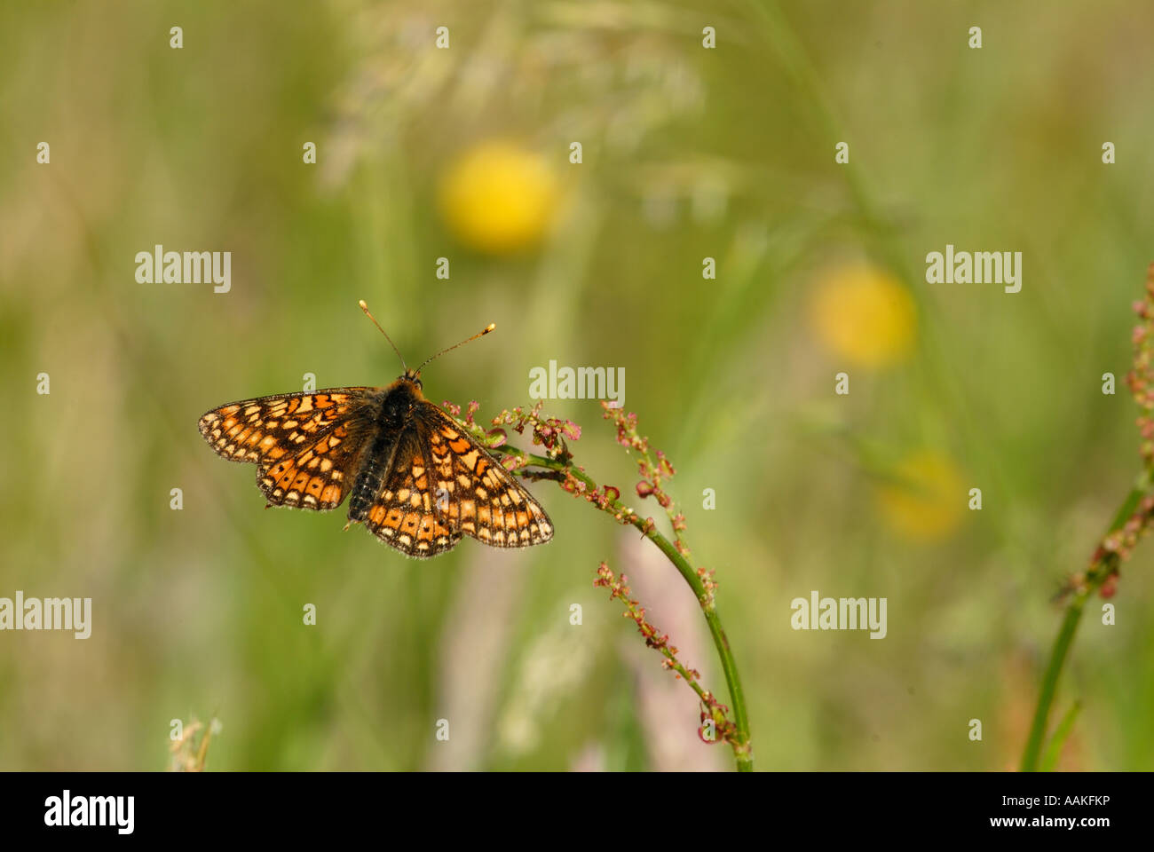 Marsh Fritillary (Euphydryas aurinia Stock Photo - Alamy