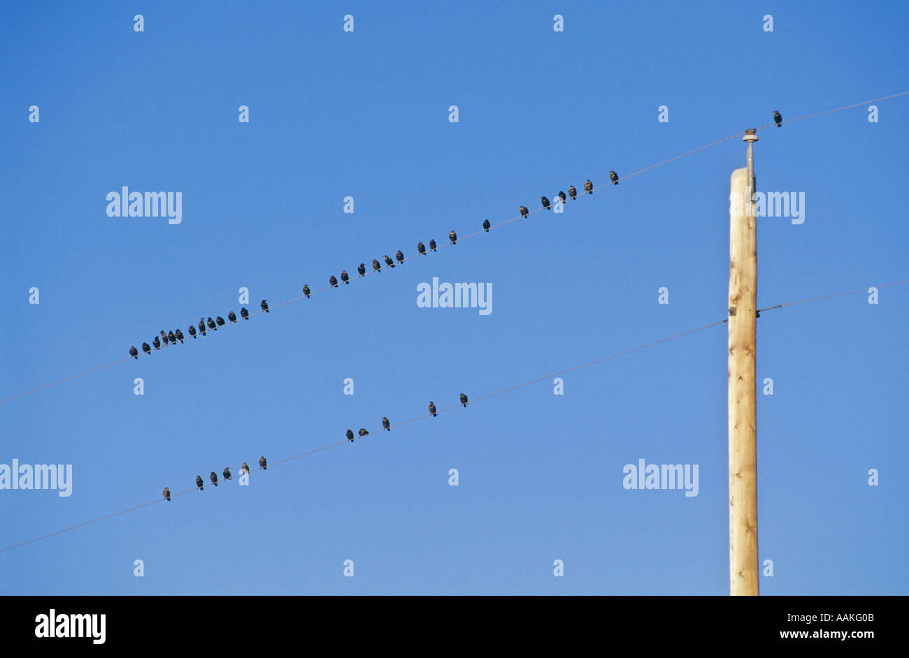 Birds on wire Stock Photo - Alamy