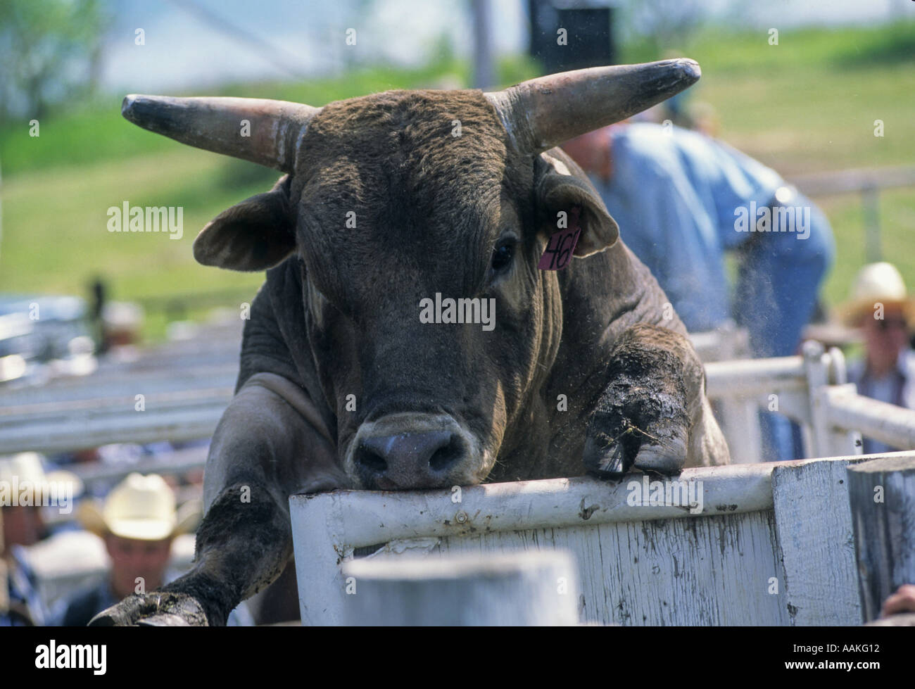 Escaping the bull hi-res stock photography and images - Alamy