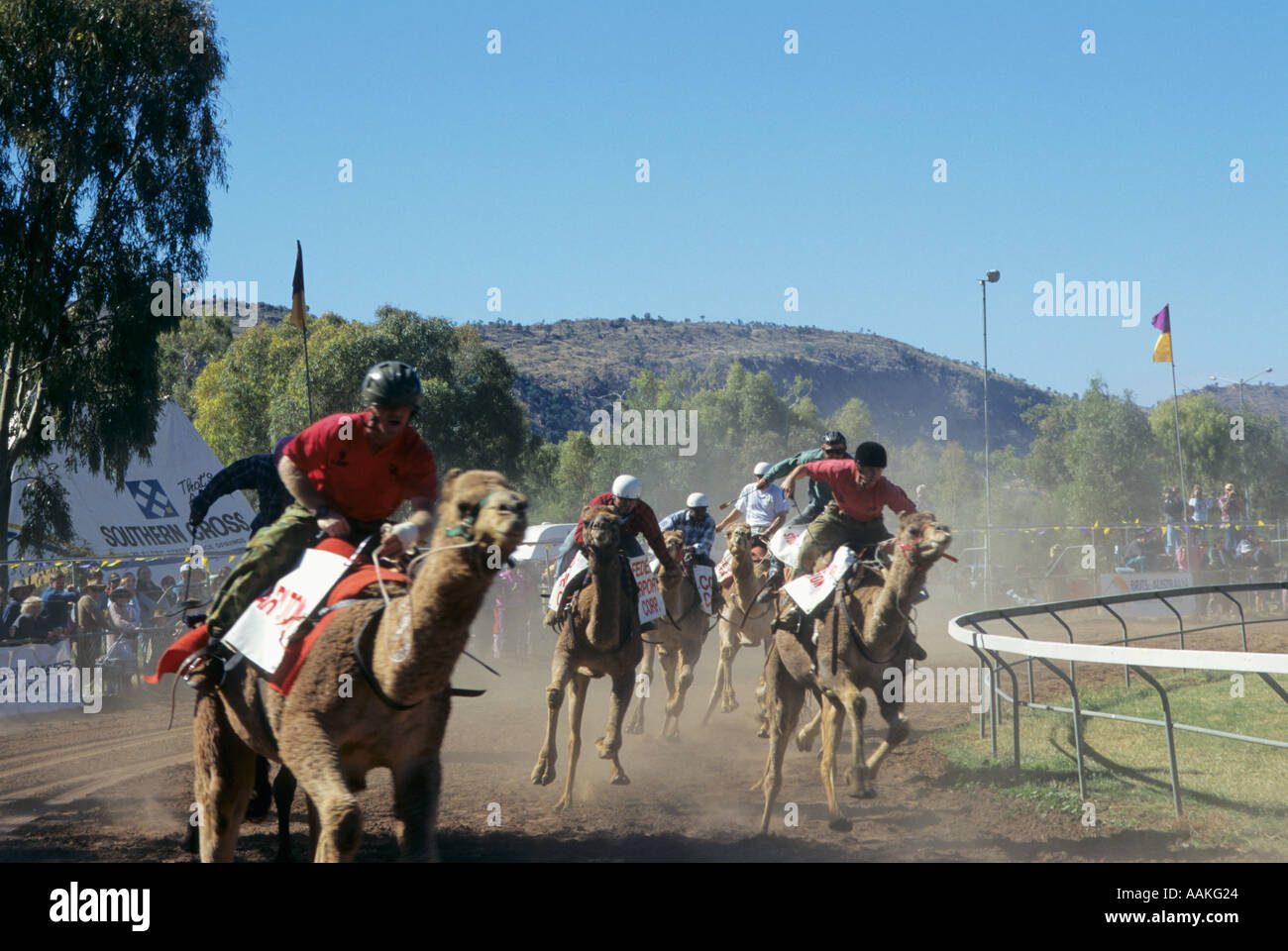 Camel racing Alice Springs Australia Stock Photo - Alamy