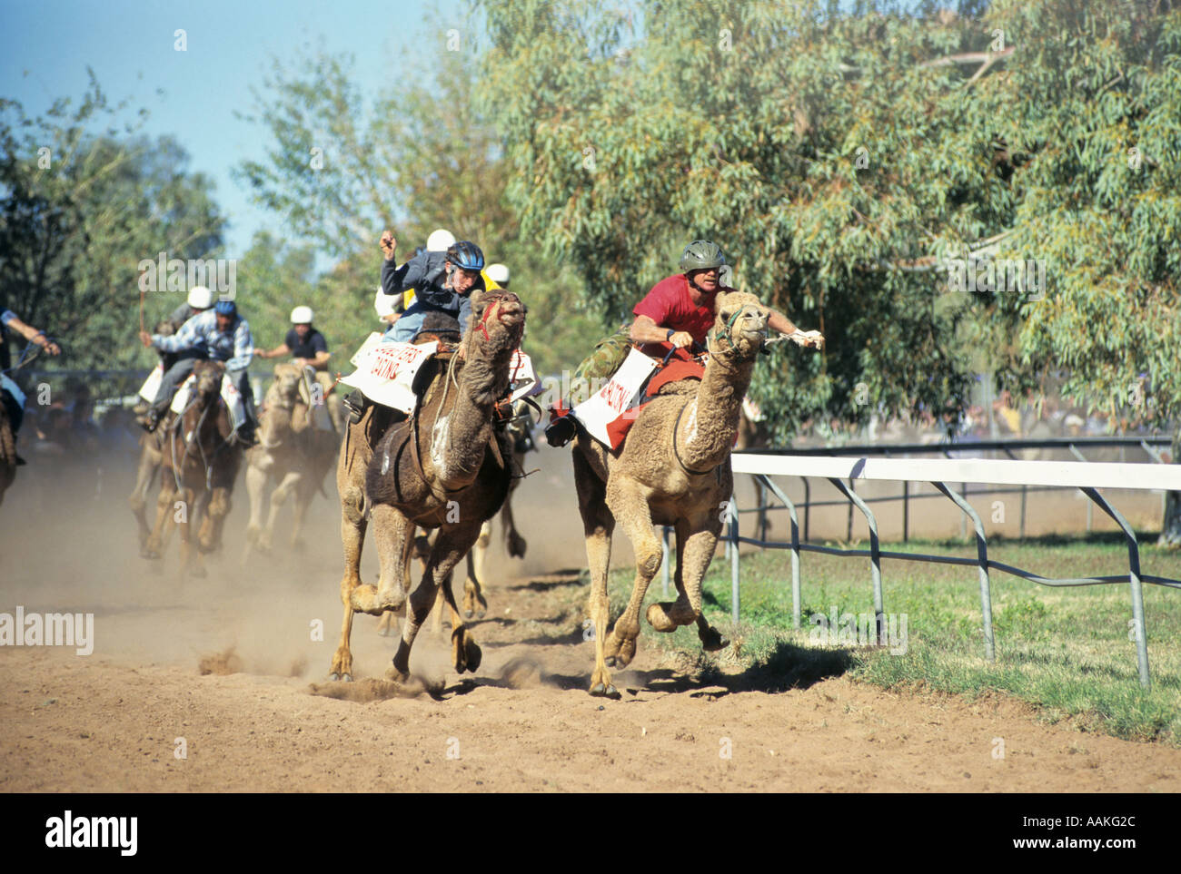 Camel cup race hi-res stock photography and images - Alamy