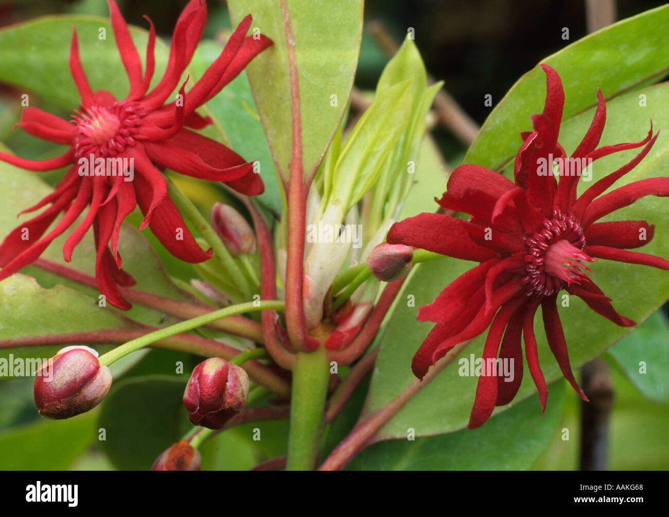 Star shaped leaves hi-res stock photography and images - Alamy
