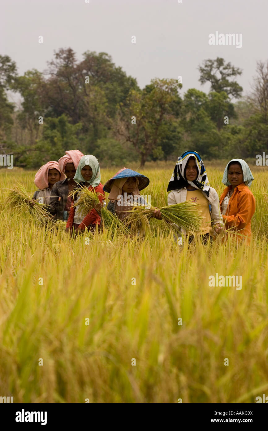 Women harvesting rice Attapeu province Laos Stock Photo - Alamy