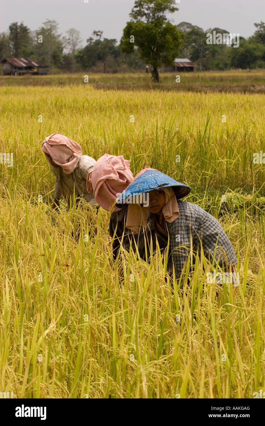Women harvesting rice Attapeu province Laos Stock Photo - Alamy