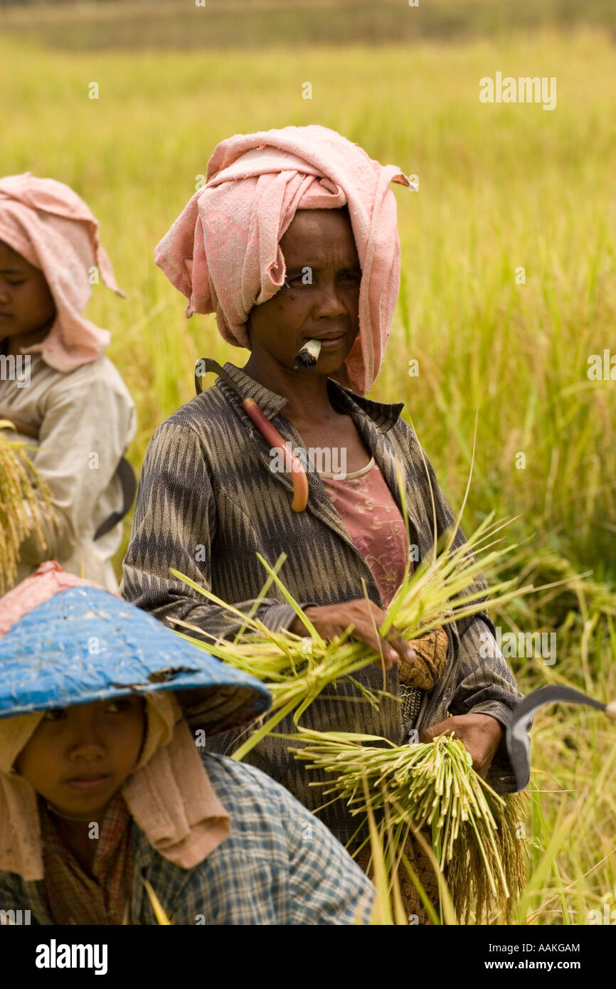 Women harvesting rice Attapeu province Laos Stock Photo - Alamy
