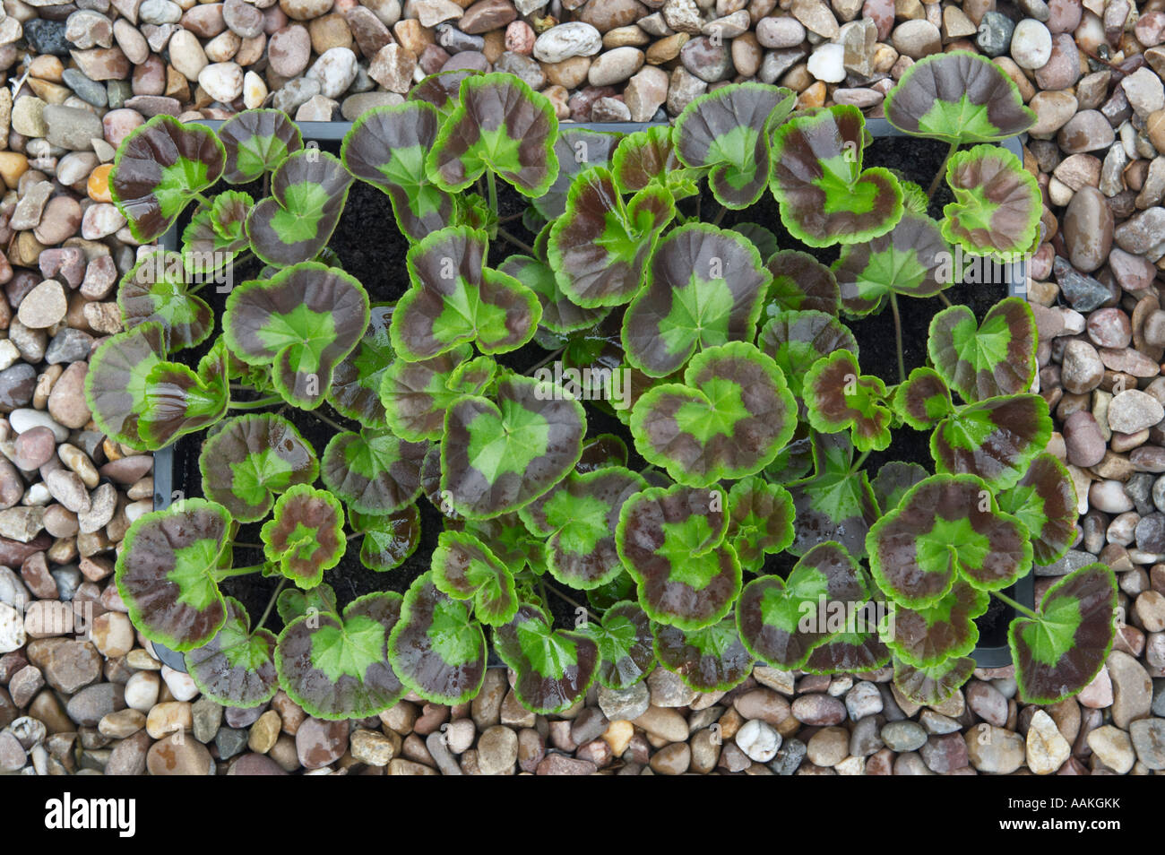 Geranium "plug plants Stock Photo - Alamy